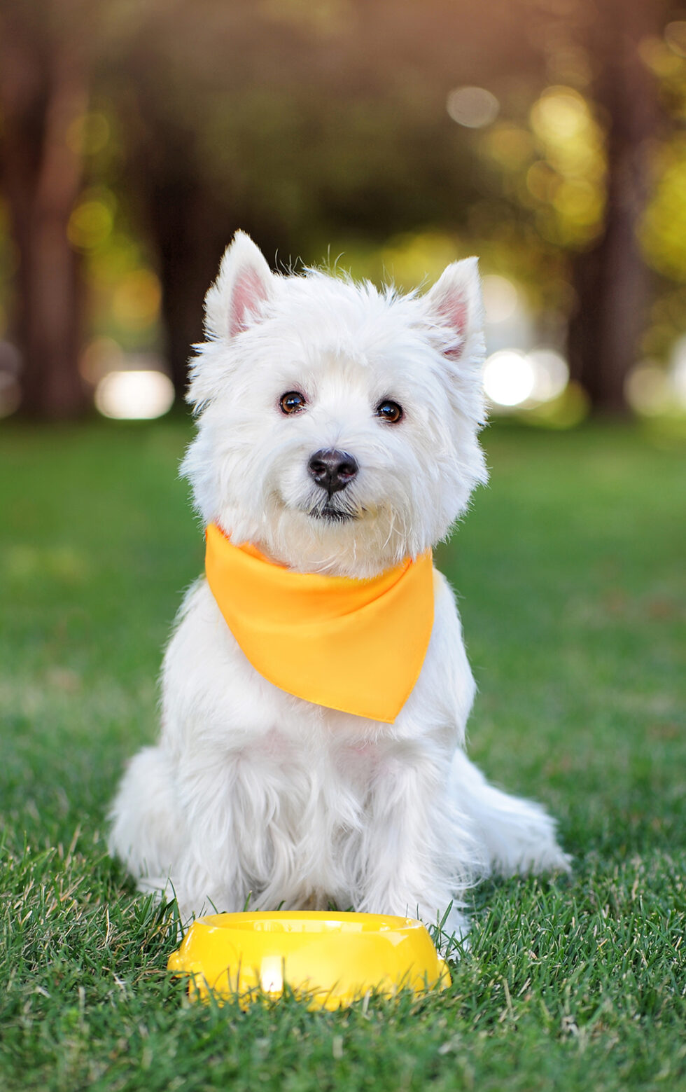 Sunset Cliffs Animal Hospital | Serving San Diego’s Dogs & Cats